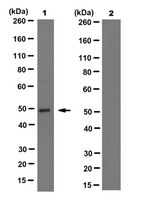 Anti-IDH1/2 Mutant (R132/172) Antibody, clone MsMab-1 | MABC1103
